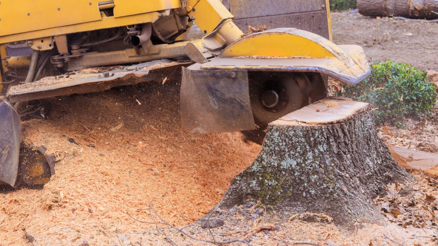Is Stump Grinding Sydney Necessary After Tree Removal?
