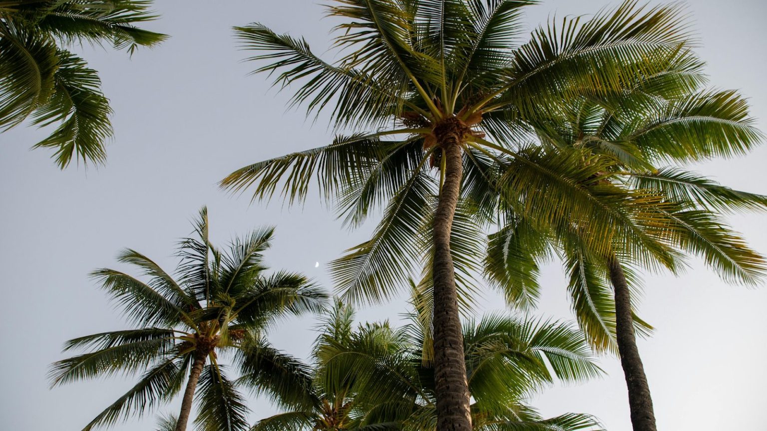 Do You Need a Tree Arborist for Palm Removal in Sydney?