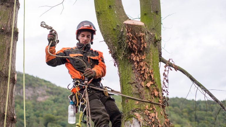 How Quickly Can Tree Loppers Sydney Respond After Storms?