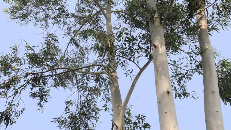 Which Tree Felling Cut Should Be Used for Eucalyptus Trees?